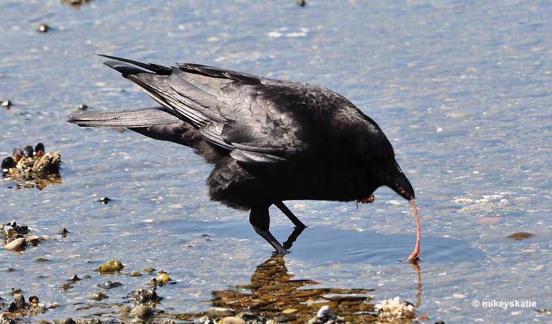 What Do Crows Eat? Their Diet Explained
