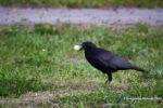 What Do Crows Eat? Their Diet Explained