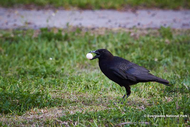 What Do Crows Eat? Their Diet Explained
