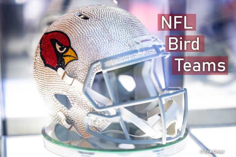 NFL Bird Teams – Notorious Teams Named After Famous Birds