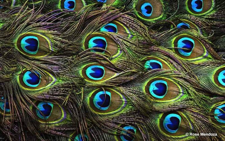 Peacock Feather Meaning Explained: What Do They Symbolize?