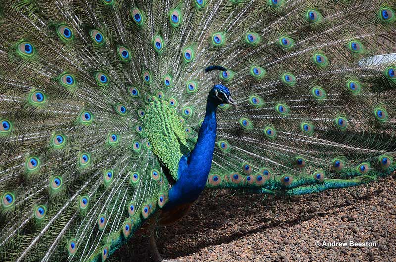 Why Do Peacocks Spread Their Tails – All Spread Out For You