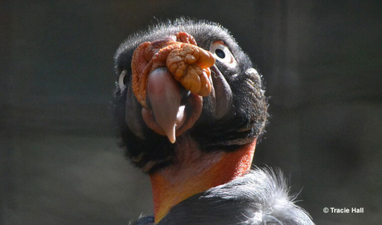 Ugly Birds – 15 Unfortunate-Looking (& Scary) Birds