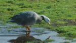 What Do Geese Eat? The Diet Of Geese Explained