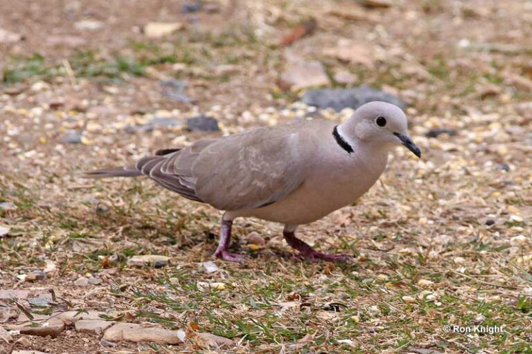 11 Types of Doves In The U.S. – Species, Identification & More