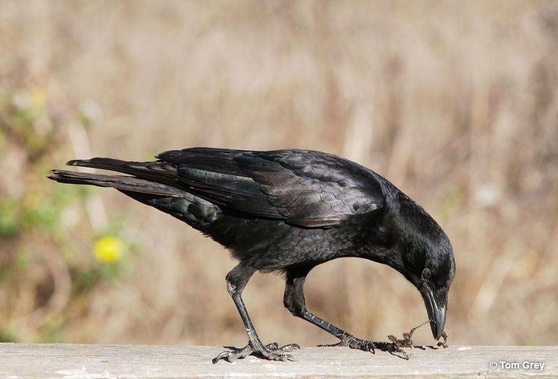 How Long Do Crows Live? Dangers & Life Cycle