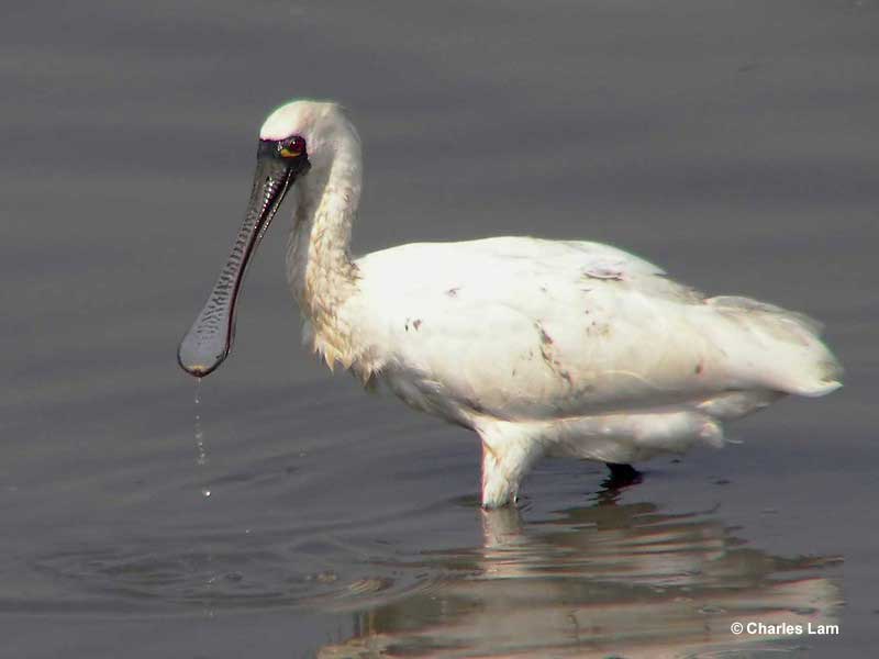 Spoonbills & Their Unique Bills – A Look At Different Spoonbills