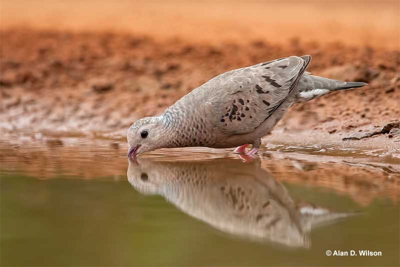 11 Types of Doves In The U.S. – Species, Identification & More
