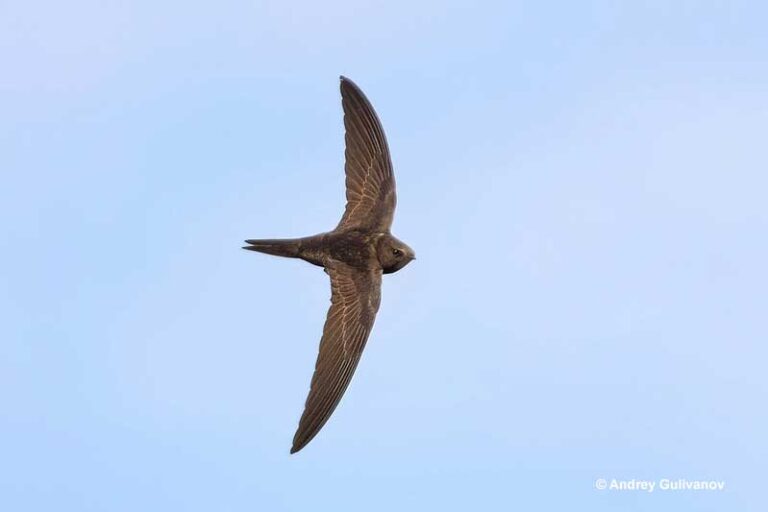 Fastest Flying Birds – 10 Record Setters & Their Fastest Speeds