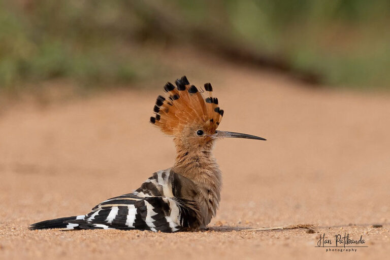 15 Birds That Sport Impressive Mohawks [Across The World]