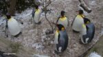 How Long Do Penguins Usually Live? Lifespans By Species