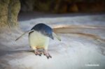 How Tall Are Penguins? The Largest & Smallest Species