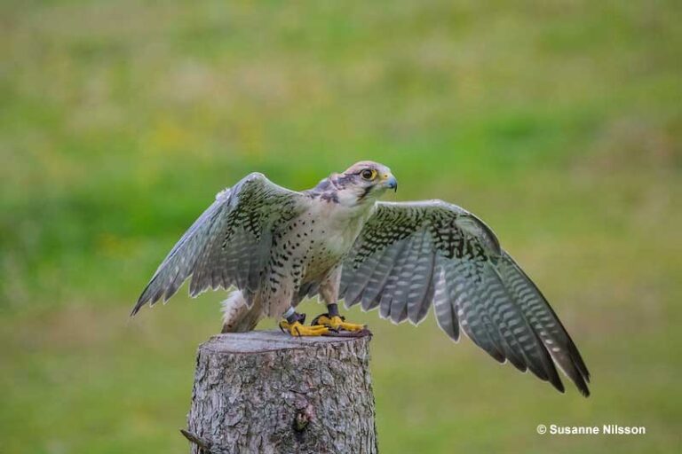 Fastest Flying Birds – 10 Record Setters & Their Fastest Speeds