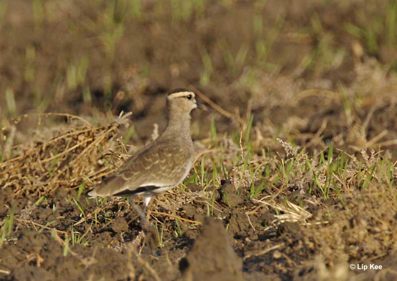 Endangered Birds – 14 Species On The Brink & How To Help