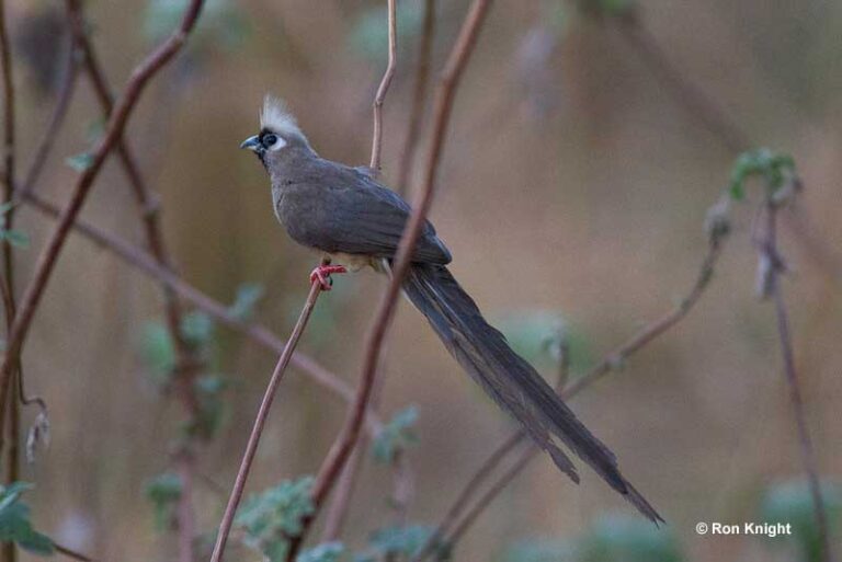 Types Of Birds & Classifications: By Orders, Families & Species