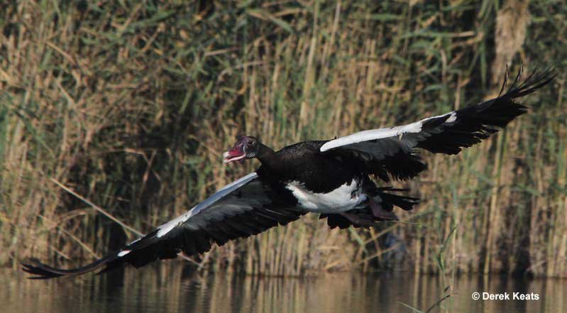 Fastest Flying Birds – 10 Record Setters & Their Fastest Speeds
