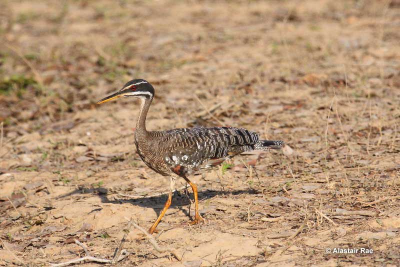 Do Birds Sweat? Ways Birds Cool Off With High Temperatures