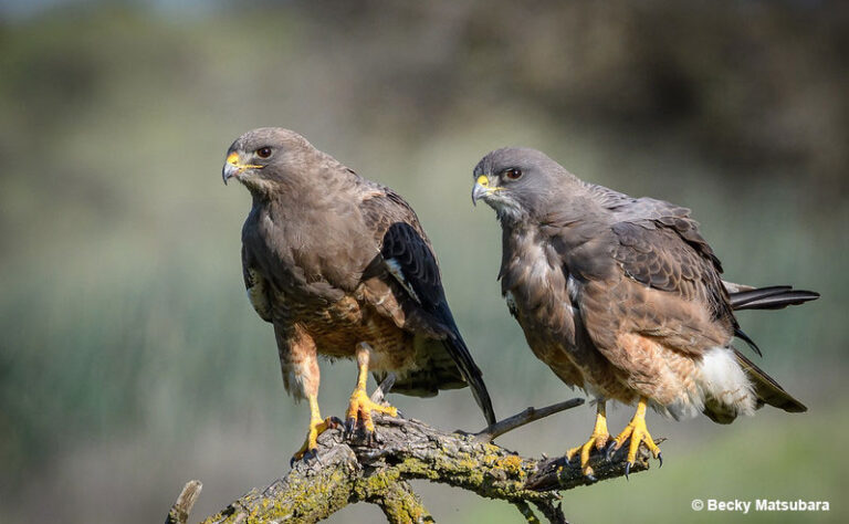 15 Fun Facts About Hawks: From Eyesight To Different Names