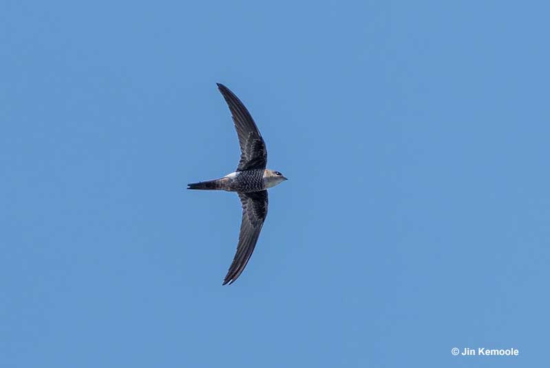 Fastest Flying Birds – 10 Record Setters & Their Fastest Speeds