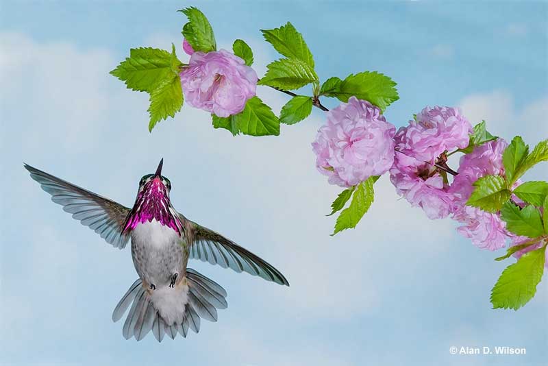 What Is A Group Of Hummingbirds Called? [Collective Names]