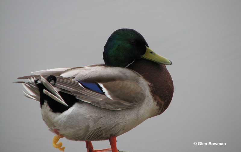 Do Birds Have Penises? Evolutionary Curveballs & Birds That Do