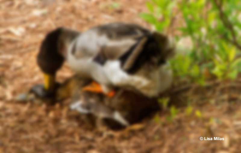 Colorado Ducks – 15 Most Common Species & How To ID Them