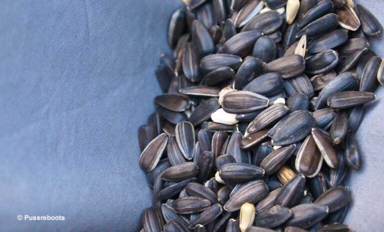 The Ultimate Bird Seed Guide: Attracting By Species (With Images)