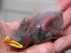 What To Do If You Find A Baby Bird – A Complete Checklist