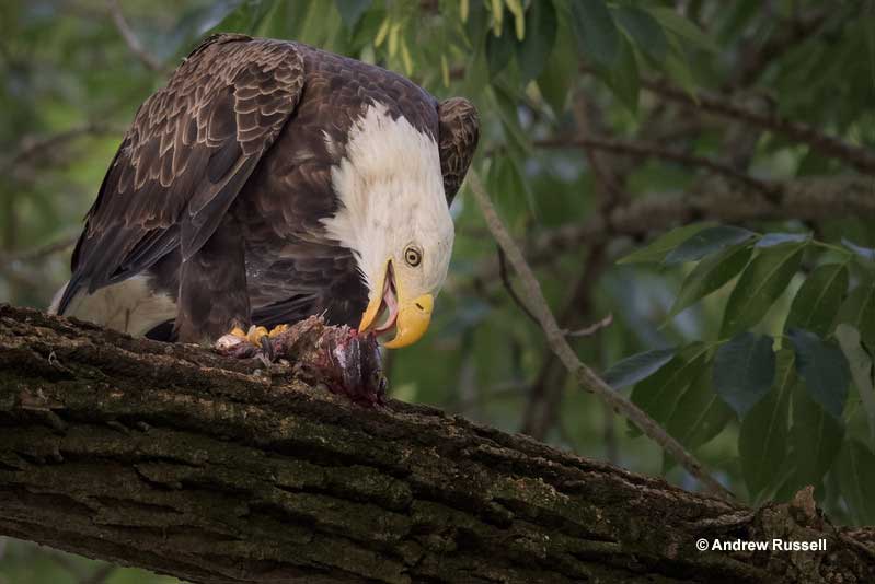 What Do Eagles Eat? Different Diets & Hunting Behaviors