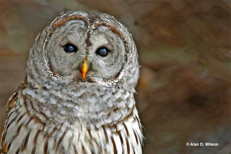 The Eyesight Of Owls: How Well Can They See?