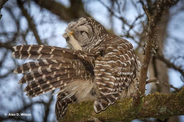 Owls In Tennessee – 8 Species & Where To Find Them
