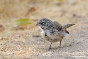 36 Types Of Sparrows In The U.S. – Your Complete ID Guide