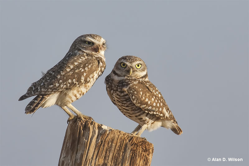 Do Owls Mate For Life? Courtship & Relationships