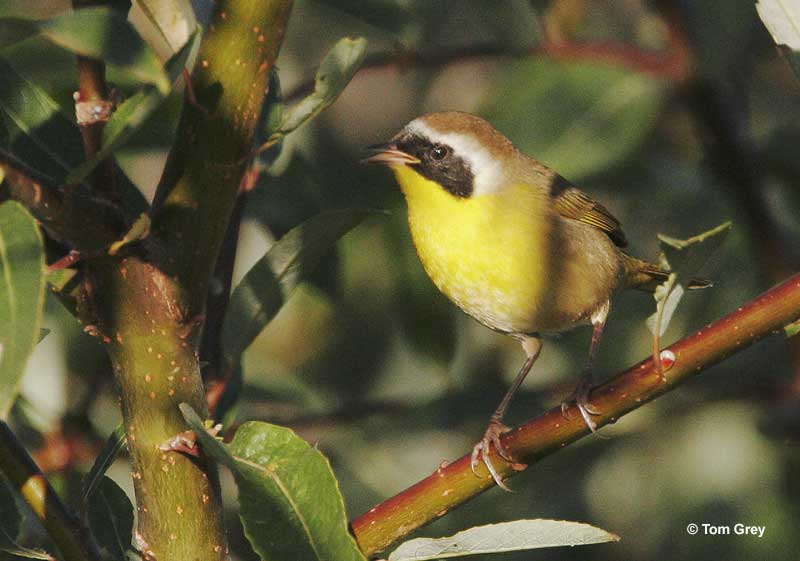 The Anatomy Of Bird Feet & How Birds Use Their Limbs