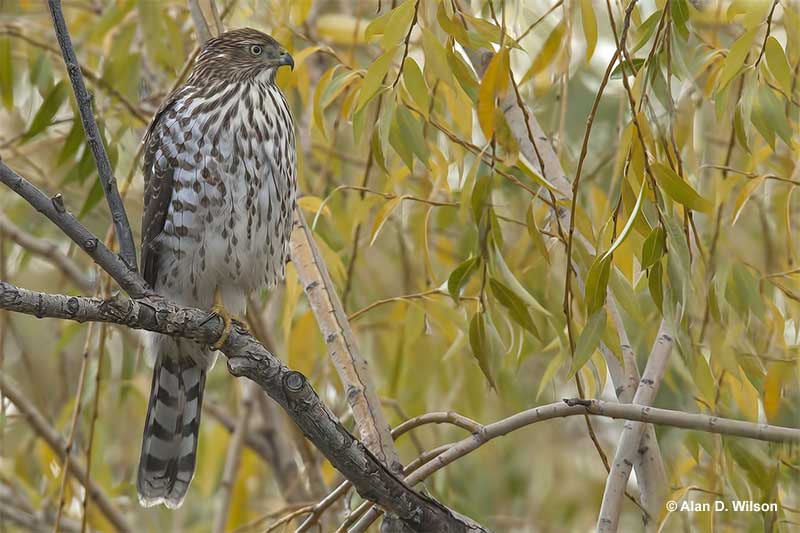 Hawks in Pennsylvania – 9 Hawk Species [Based On eBird Data]