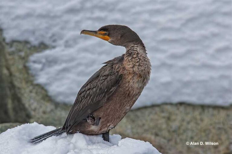 Double-crested Cormorant - Facts, Habits & More | Birdzilla