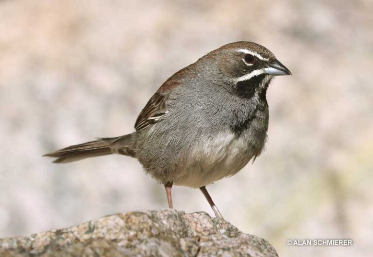 36 Types Of Sparrows In The U.S. – Your Complete ID Guide