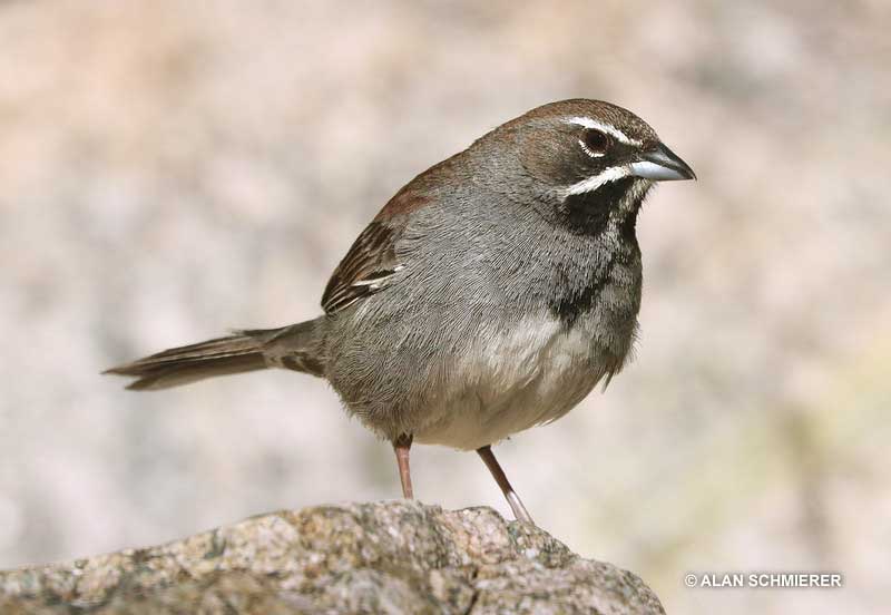 36 Types Of Sparrows In The U.S. – Your Complete ID Guide