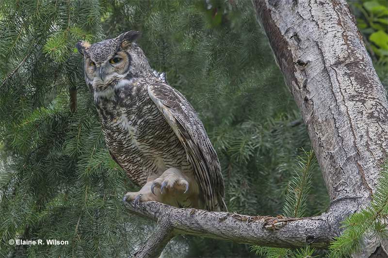 Owls In Missouri – 9 Species You Can See [Based On Data]
