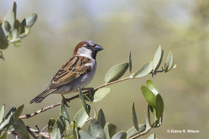 36 Types Of Sparrows In The U.S. – Your Complete ID Guide
