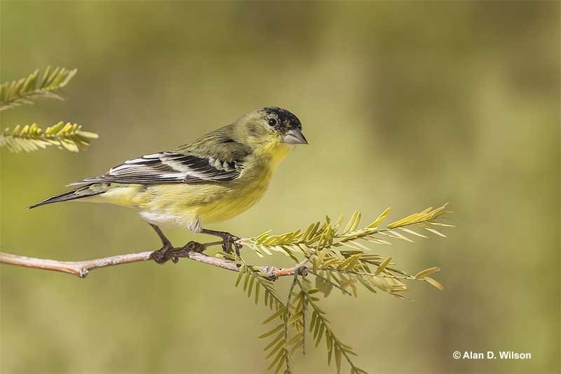 Lesser Goldfinch - ID, Facts, Diet, Habit & More | Birdzilla