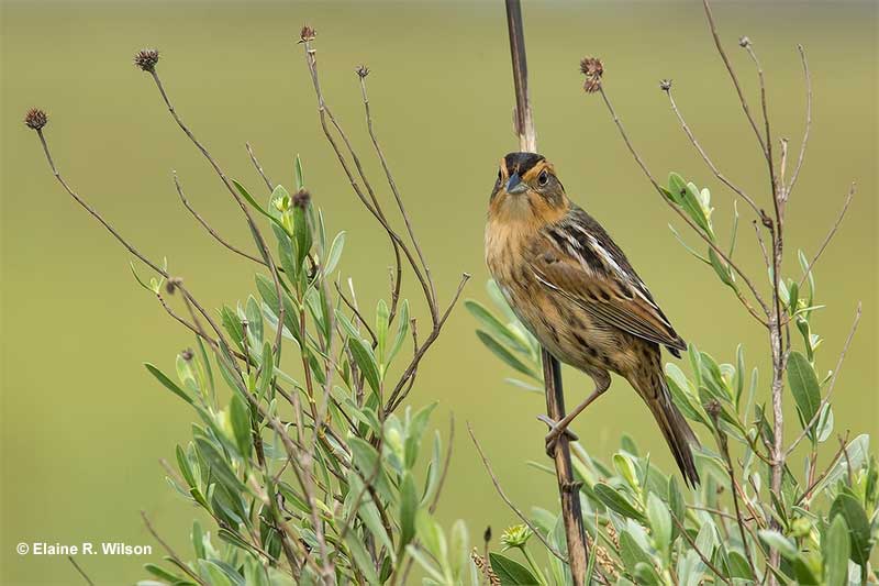 36 Types Of Sparrows In The U.S. – Your Complete ID Guide
