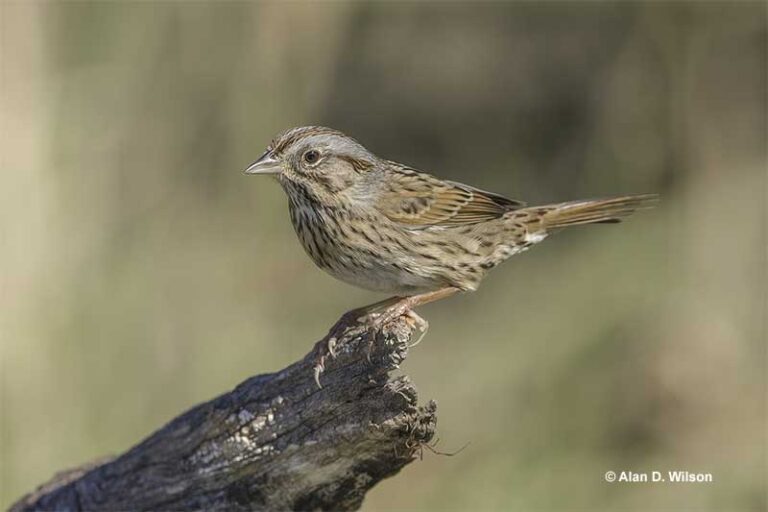 36 Types Of Sparrows In The U.S. – Your Complete ID Guide
