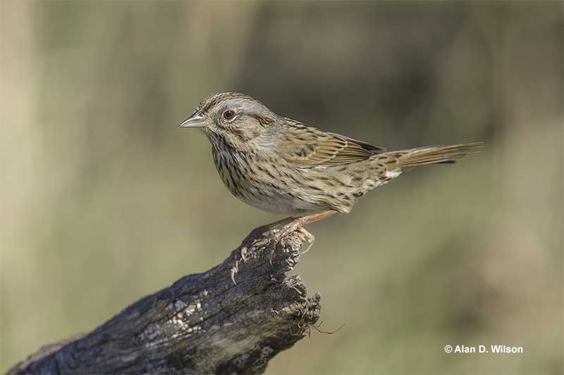 36 Types Of Sparrows In The U.S. – Your Complete ID Guide
