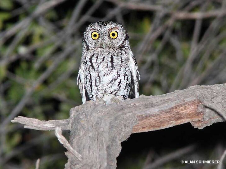 The Eyesight Of Owls: How Well Can They See?