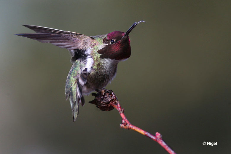 Do Hummingbirds Eat Bugs & Other Insects?