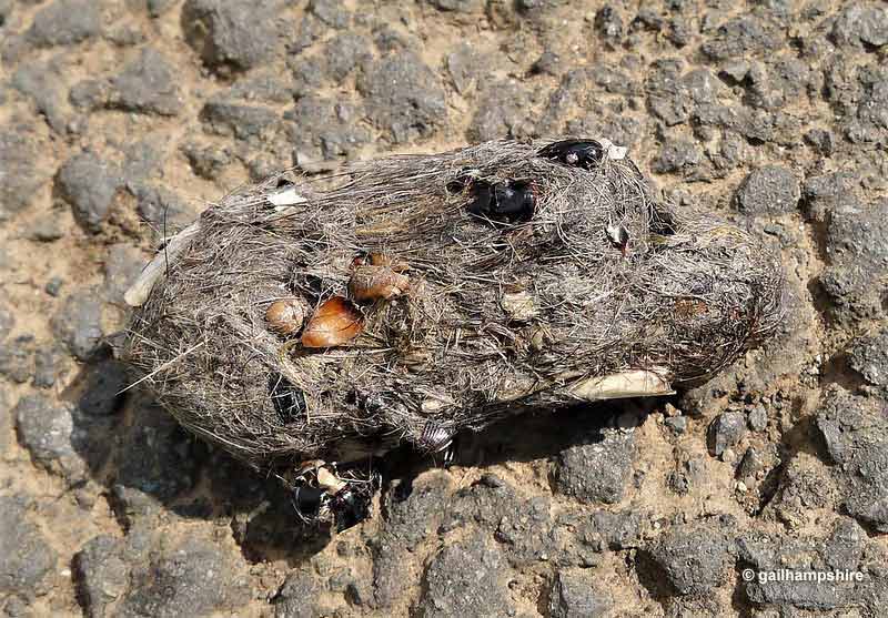 Owl Pellets – What Are They & Why Are They Sought After?
