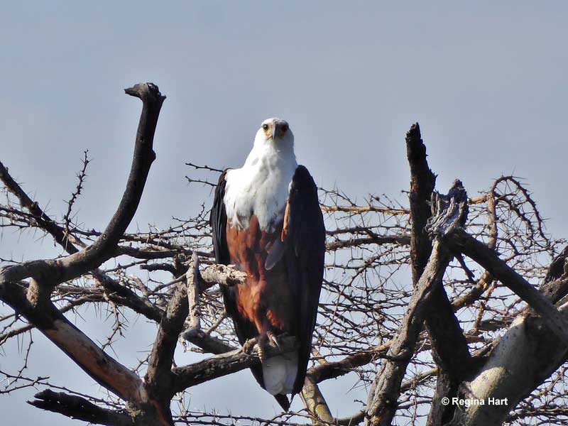 Types Of Eagles: A Potpourri Of Eagle Species (Around The World)
