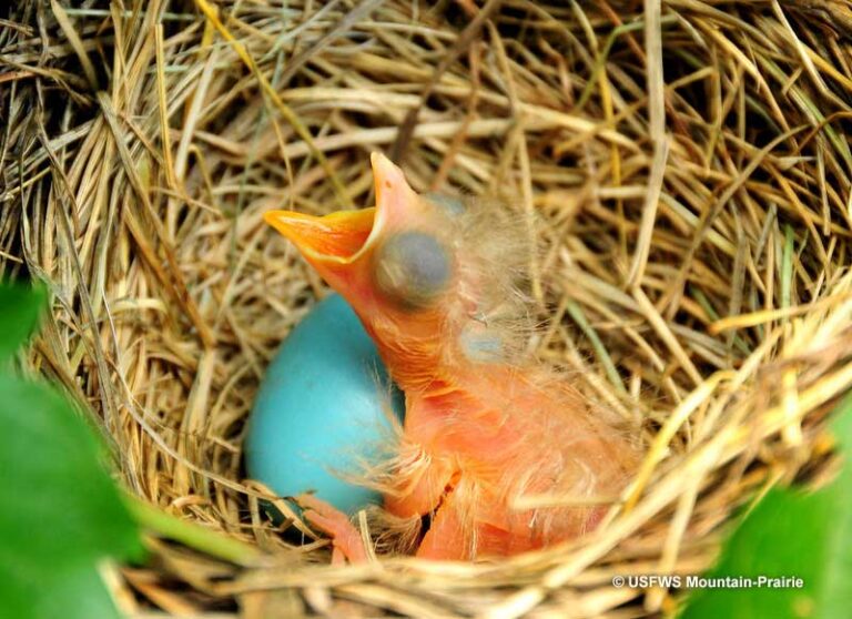 Bird Eggs & Hatching: How Long Does It Take & What Happens?