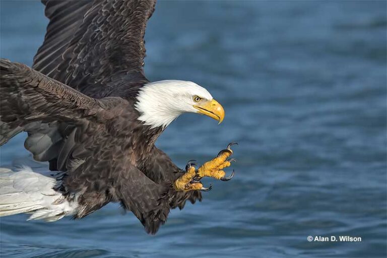 15 Facts About Bald Eagles: Get To Know The National Bird